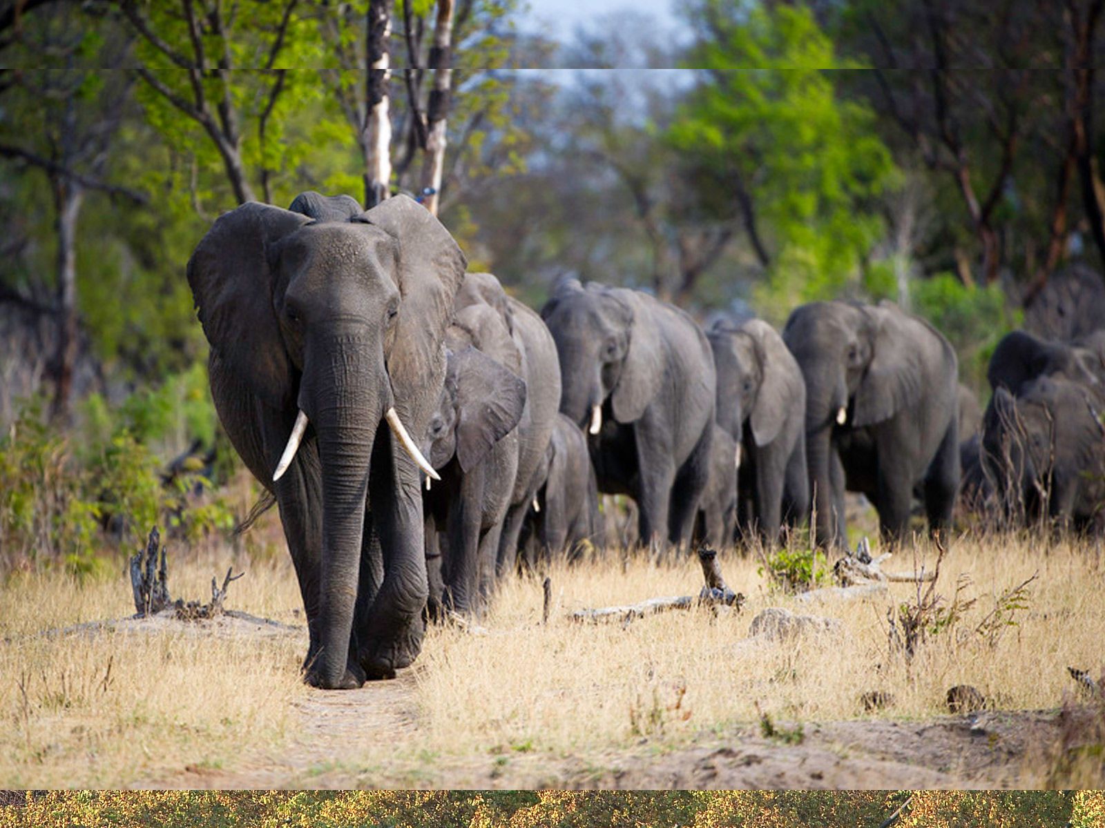 Auf Rundreise in Simbabwe und Sambia - airtours